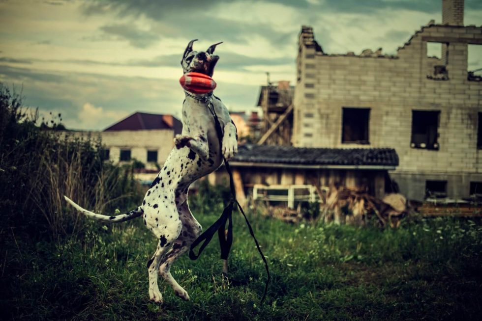 Great Dane Bites - Dog Bite King Law Group